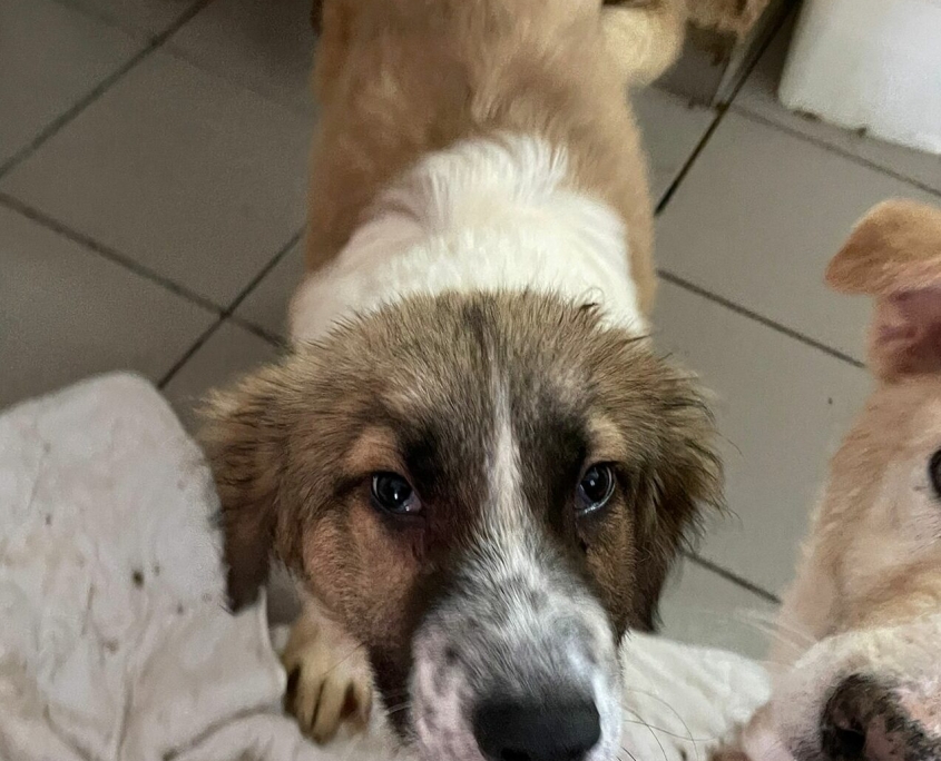 Lonio (Notfall) – Second Chance Dogs e.V.