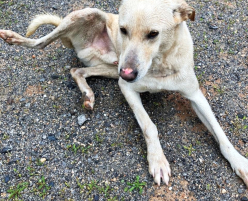 Minos – Second Chance Dogs e.V.