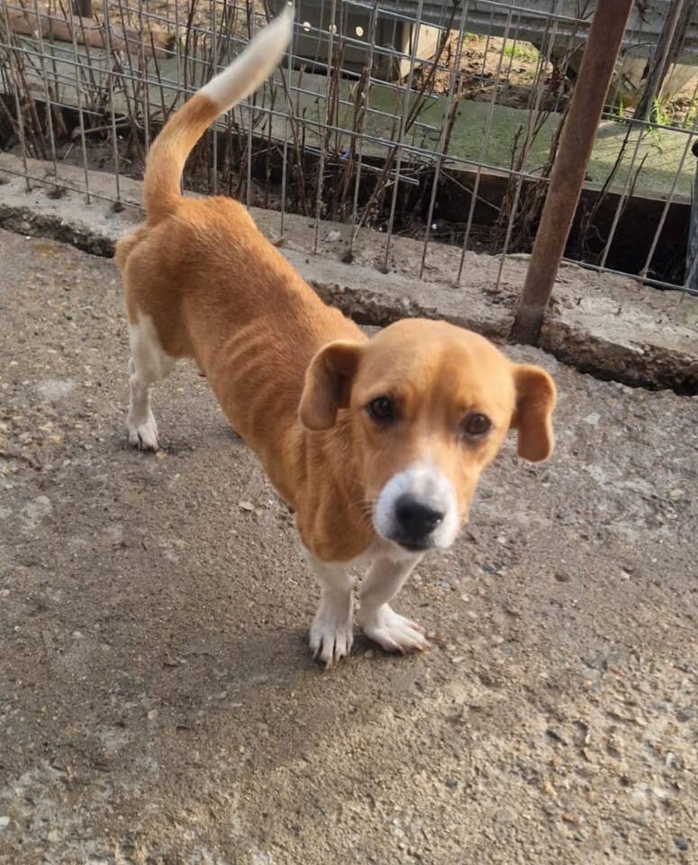 Nala G. – Second Chance Dogs e.V.